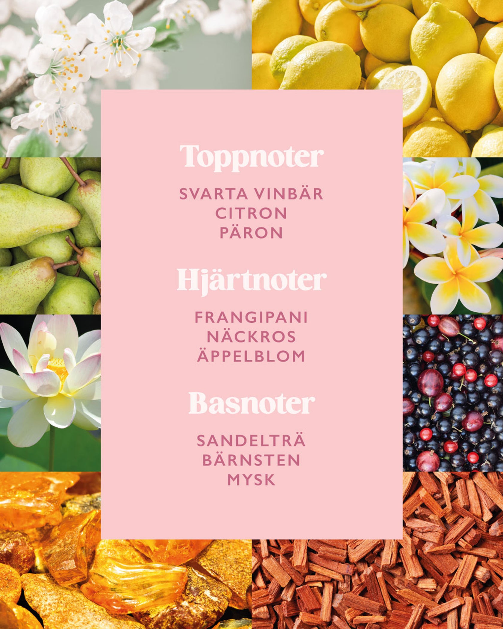 Sicily in Bloom EdT – L'Acuila